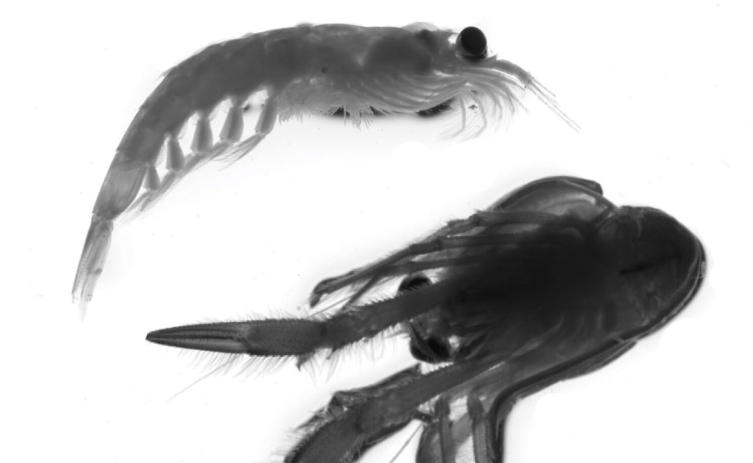 Home [www.allianz-meeresforschung.de]